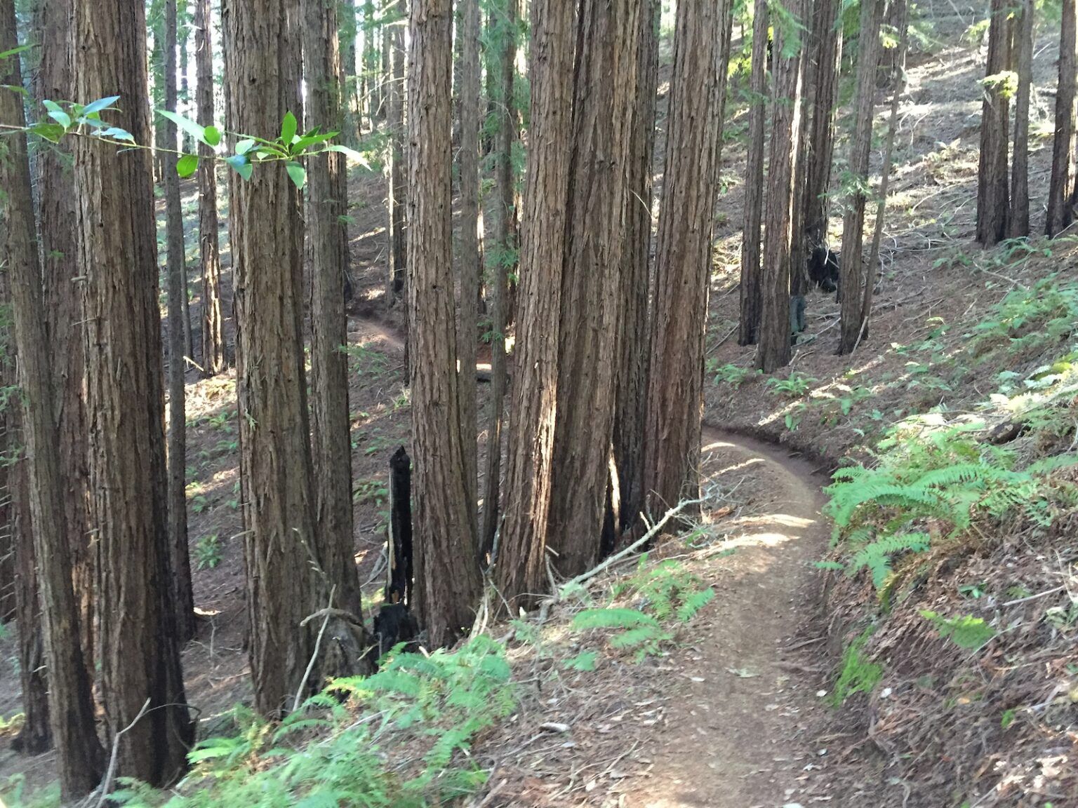 Best Marin County Mountain Biking Trails – Marin County Visitor