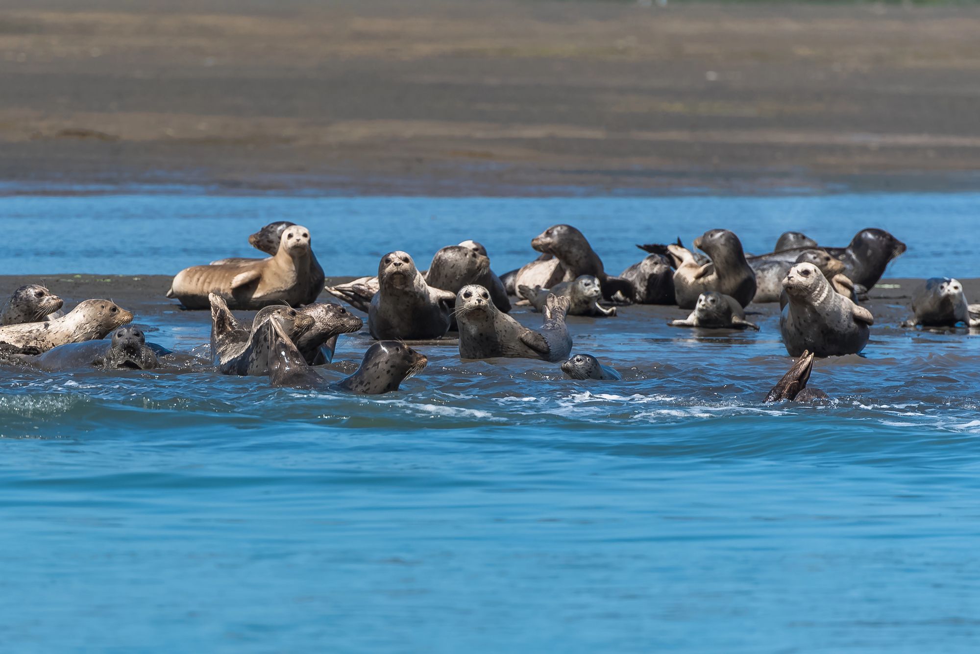 Visit Point Reyes Station, Marin County, California – Marin County Visitor