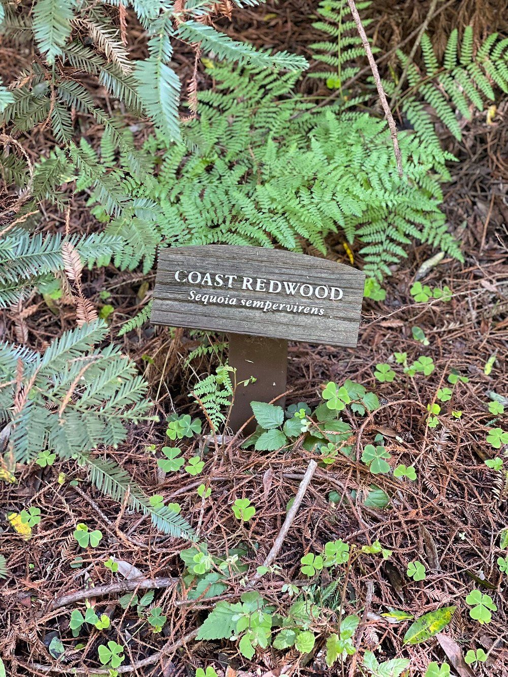 Muir Woods National Monument Travel Guide – Accessibility, Amenities ...