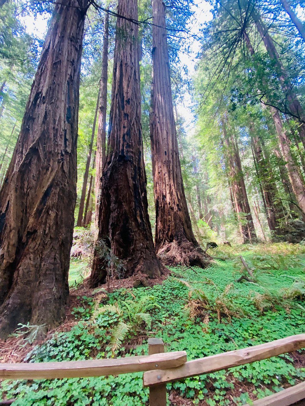 Muir Woods National Monument Travel Guide – Accessibility, Amenities ...