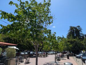 Visit Mill Valley, Marin County, California – Marin County Visitor